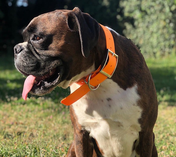 Boxer - Académie des chiens